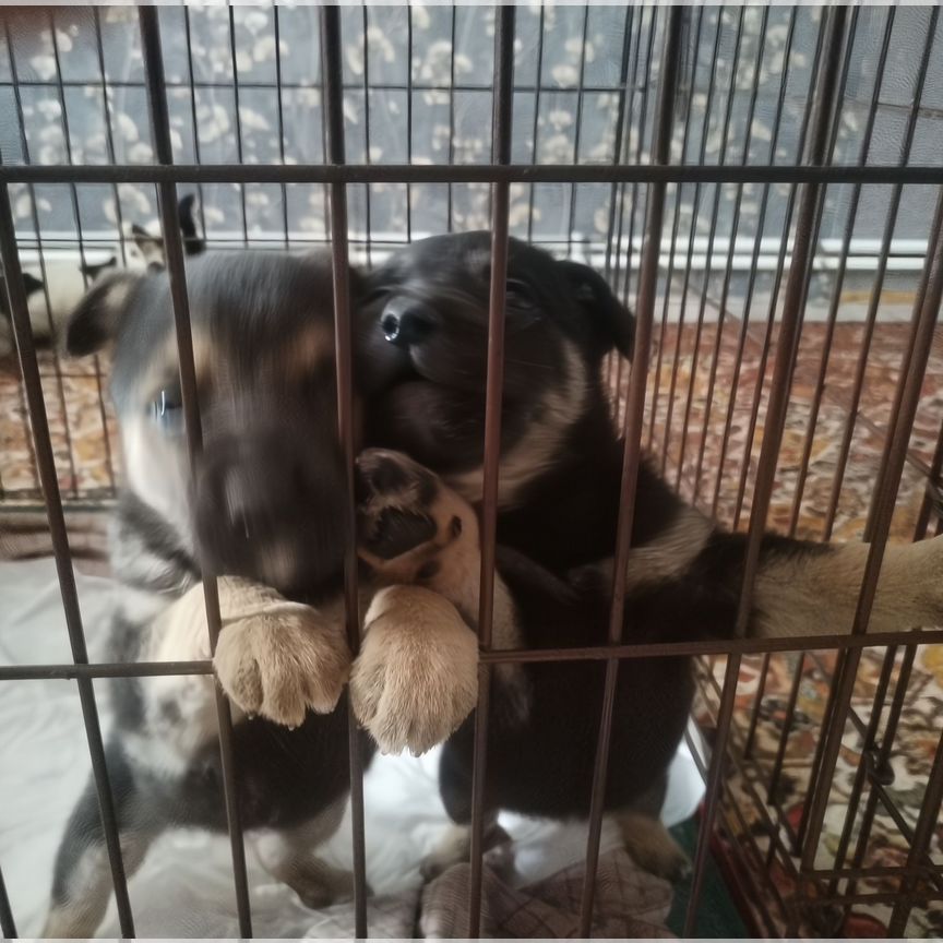 Щенок в добрые руки