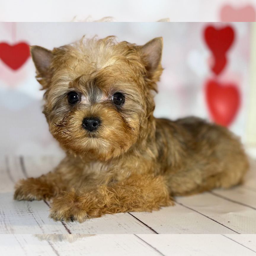 Йоркширский терьер, щенок