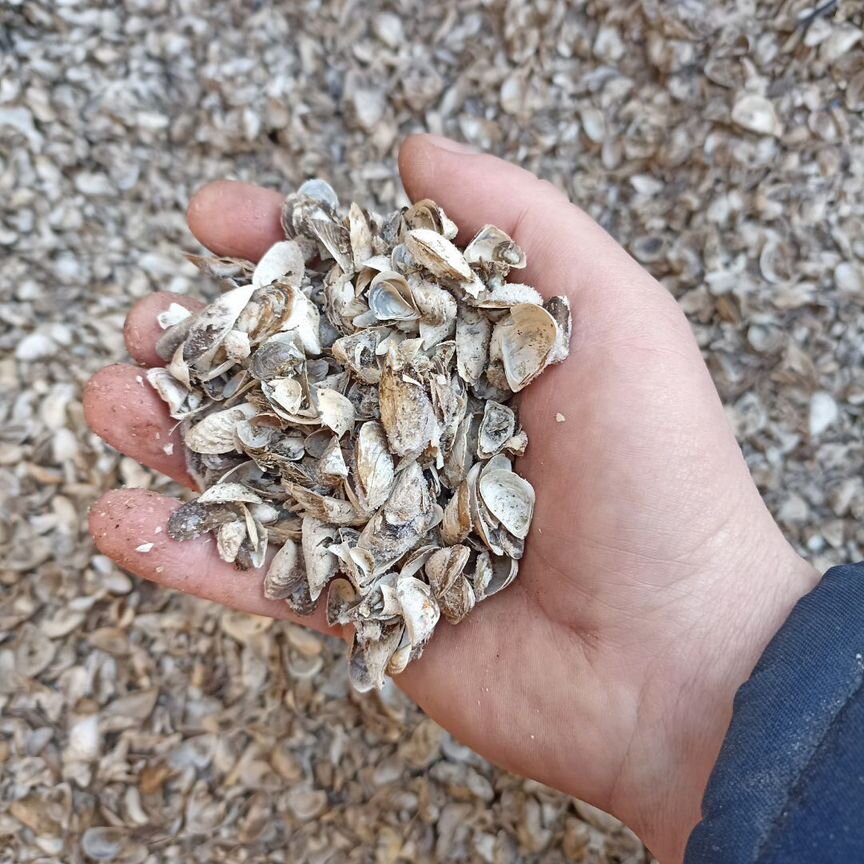 Ракушка речная