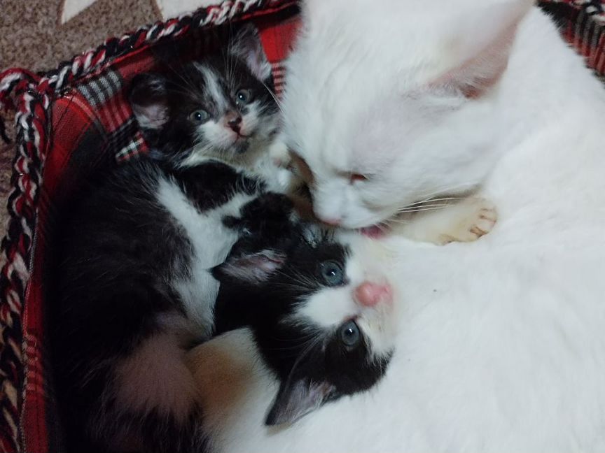 Котята черно-белые от домашней кошки