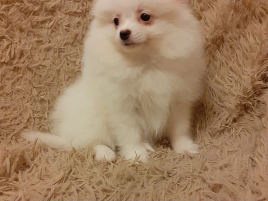 Померанский шпиц