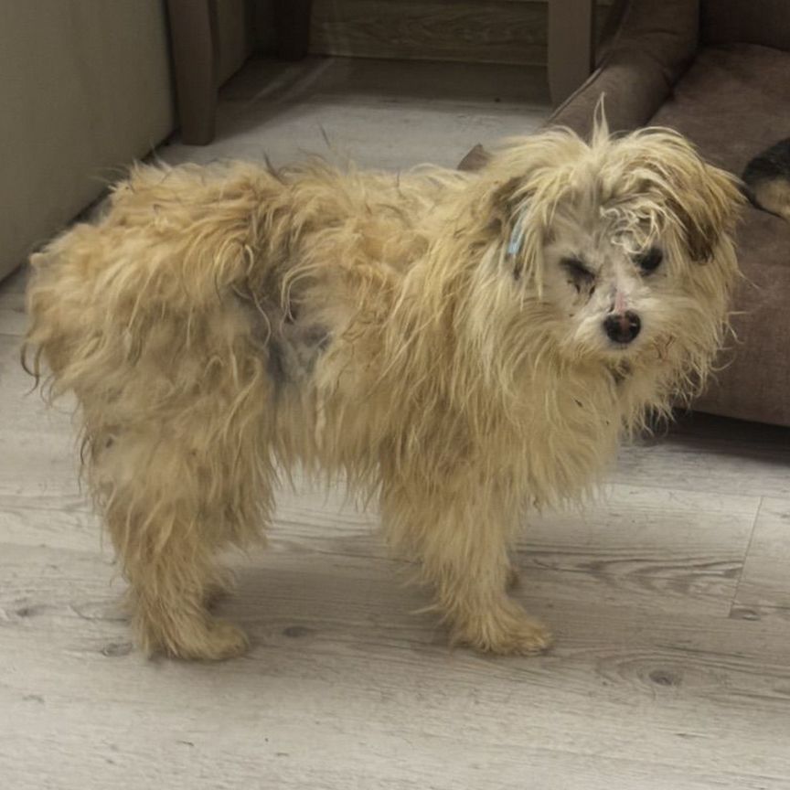 Мальтийская болонка, щенок