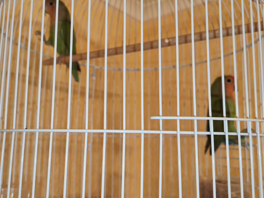 Попугаи неразлучники розовощекие