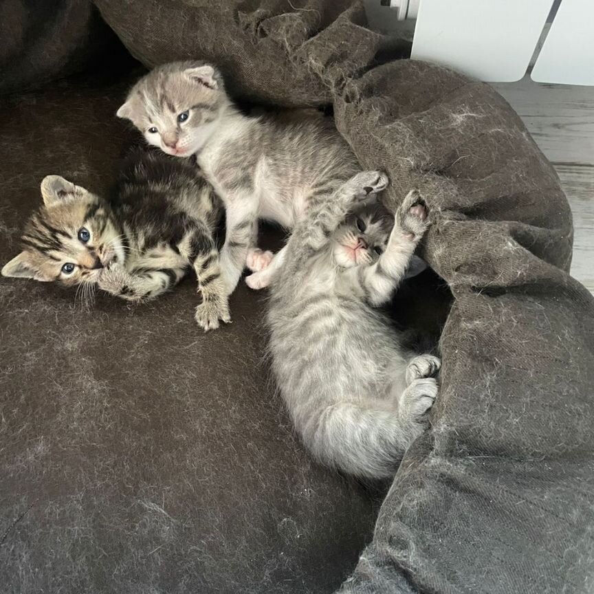 Котята в добрые руки