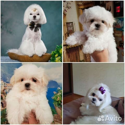 Мальтезики с документами