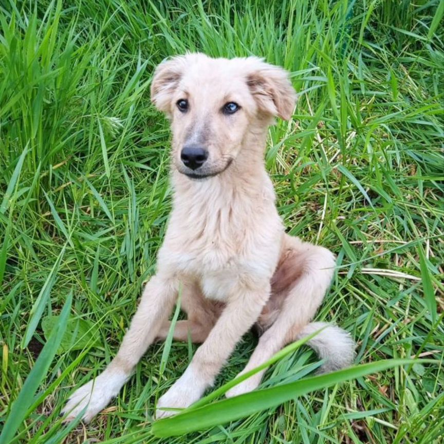 Щенок мальчик