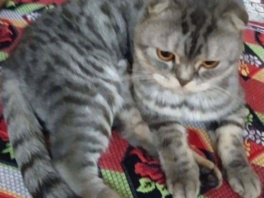 Шотландская