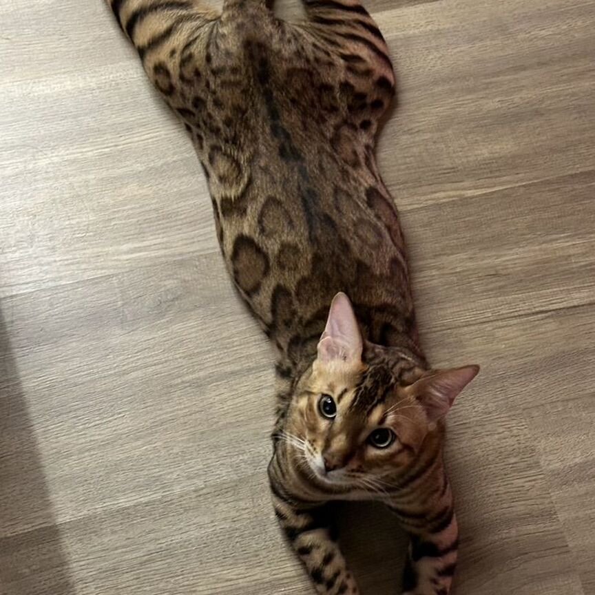 Бенгальская