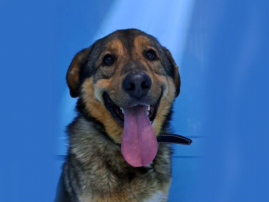 Добрейший пес ищет дом