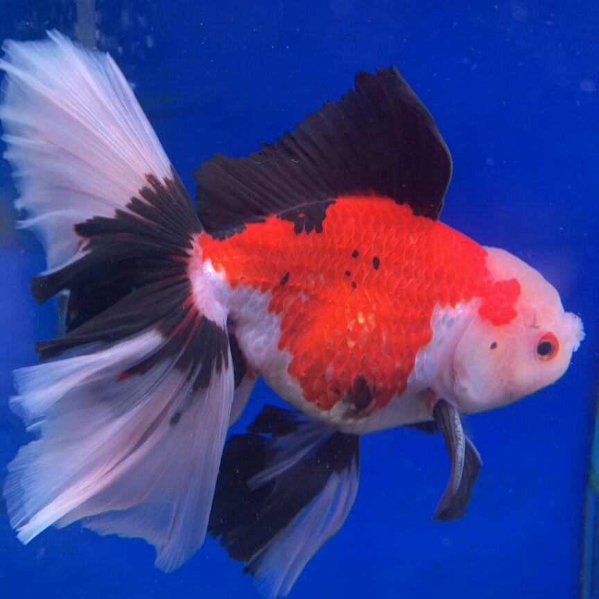 Оранда крупная