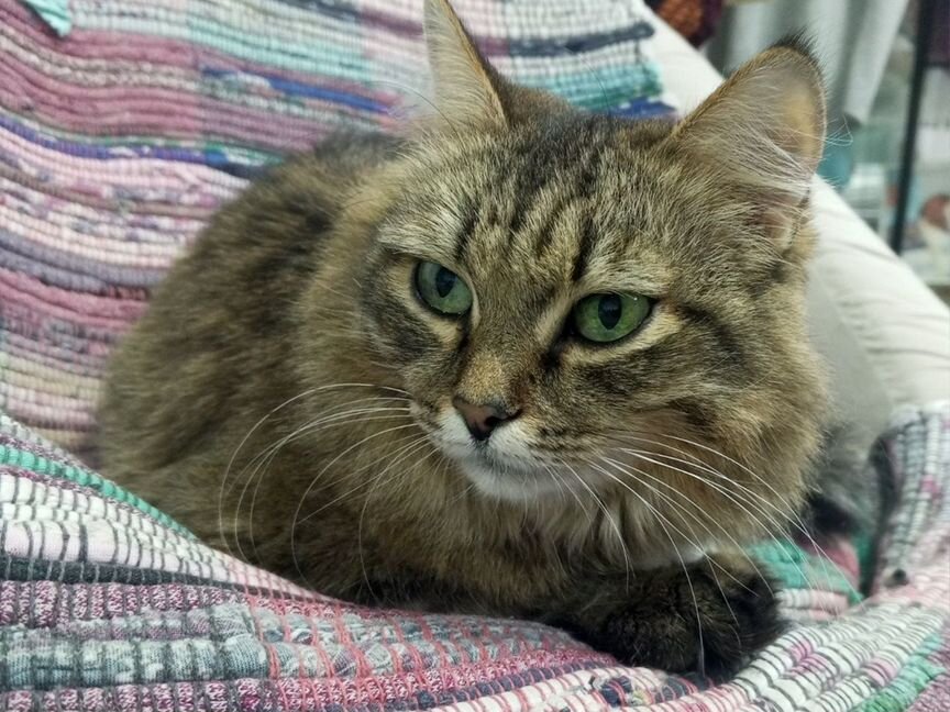 Чудесная молодая кошечка
