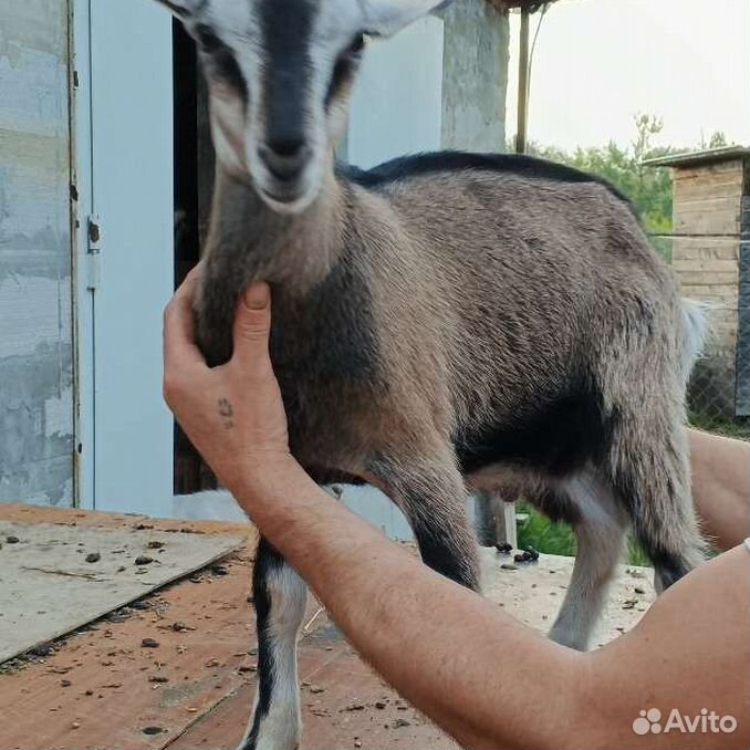 Альпийский козлик