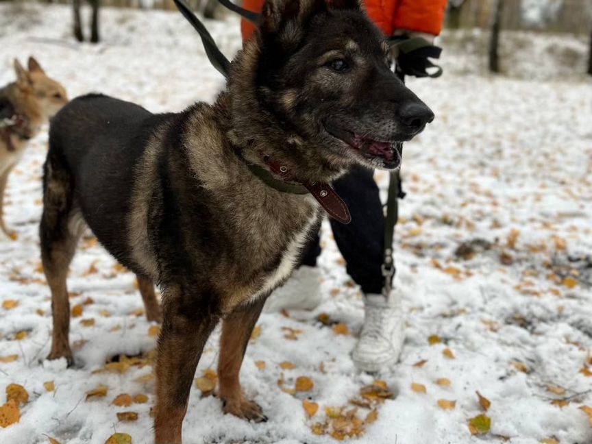 Беззубый пёс в приюте