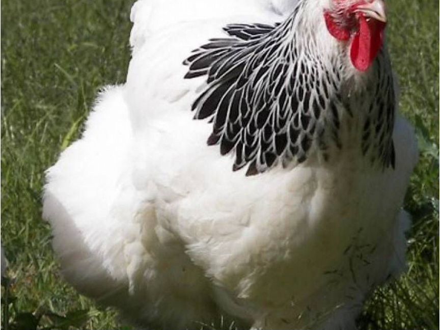 Куры несушки