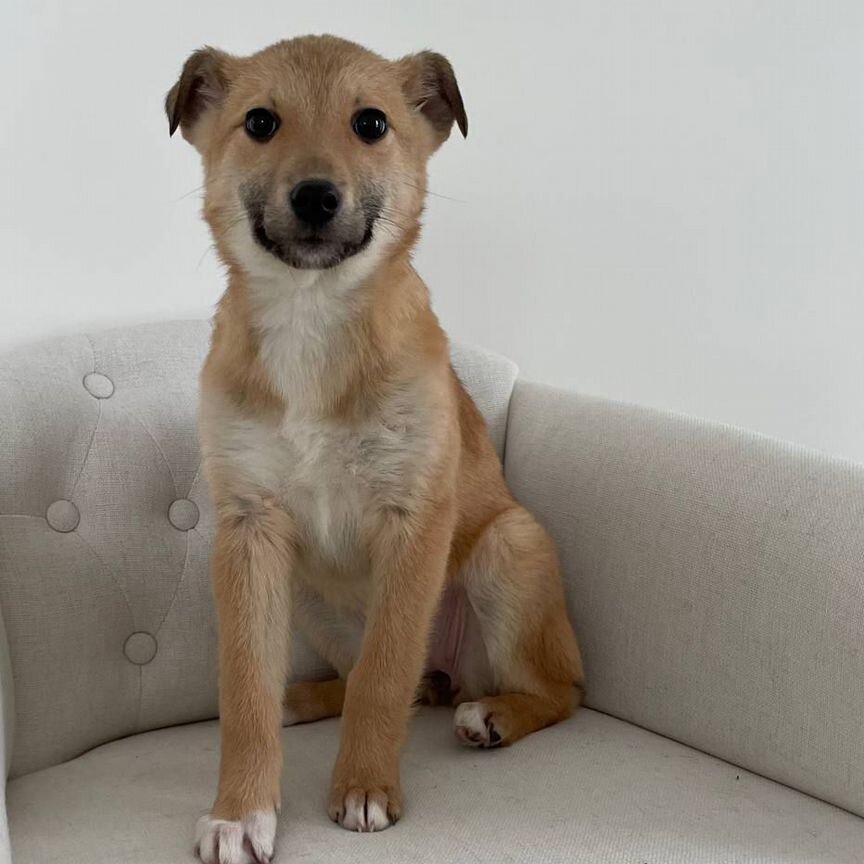 Щенок в добрые руки