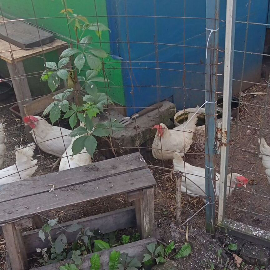 Куры несушки,Ломан,9шт