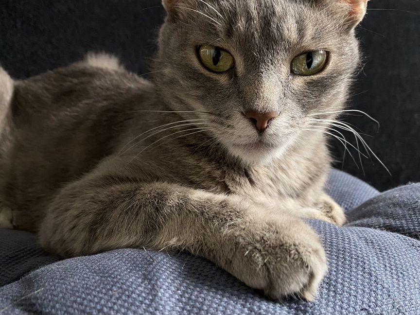 Кошка Эльза принцесса