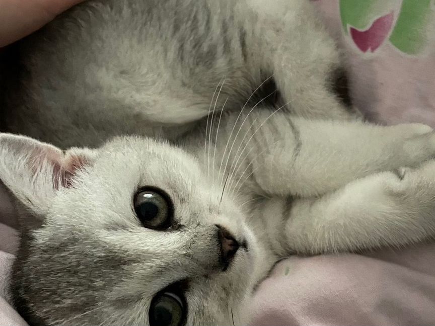 Кошка британская шиншилла