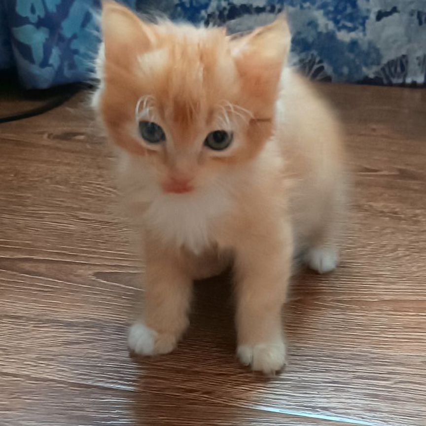 Котята отдадим в добрые руки 2 месяца