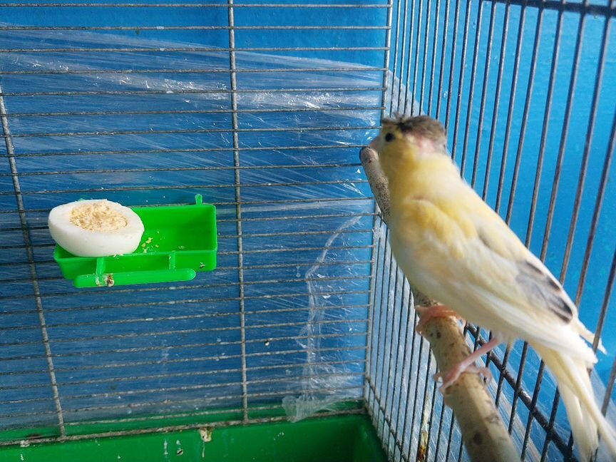 Канарейки молодые