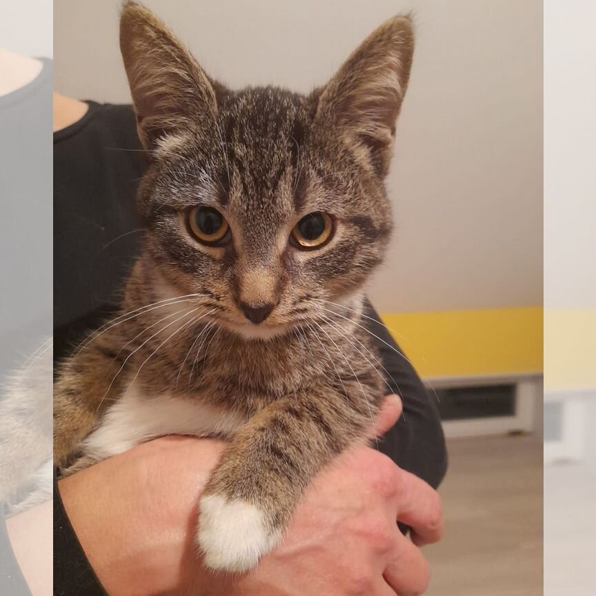 Котёнок в добрые руки