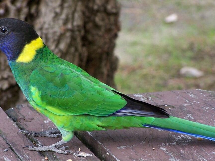 Попугай бернард