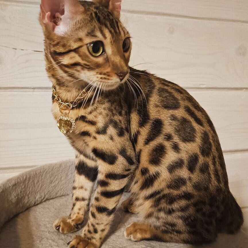 Бенгальская кошка