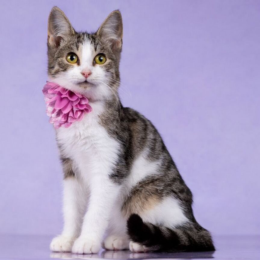 Котёнок в добрые руки