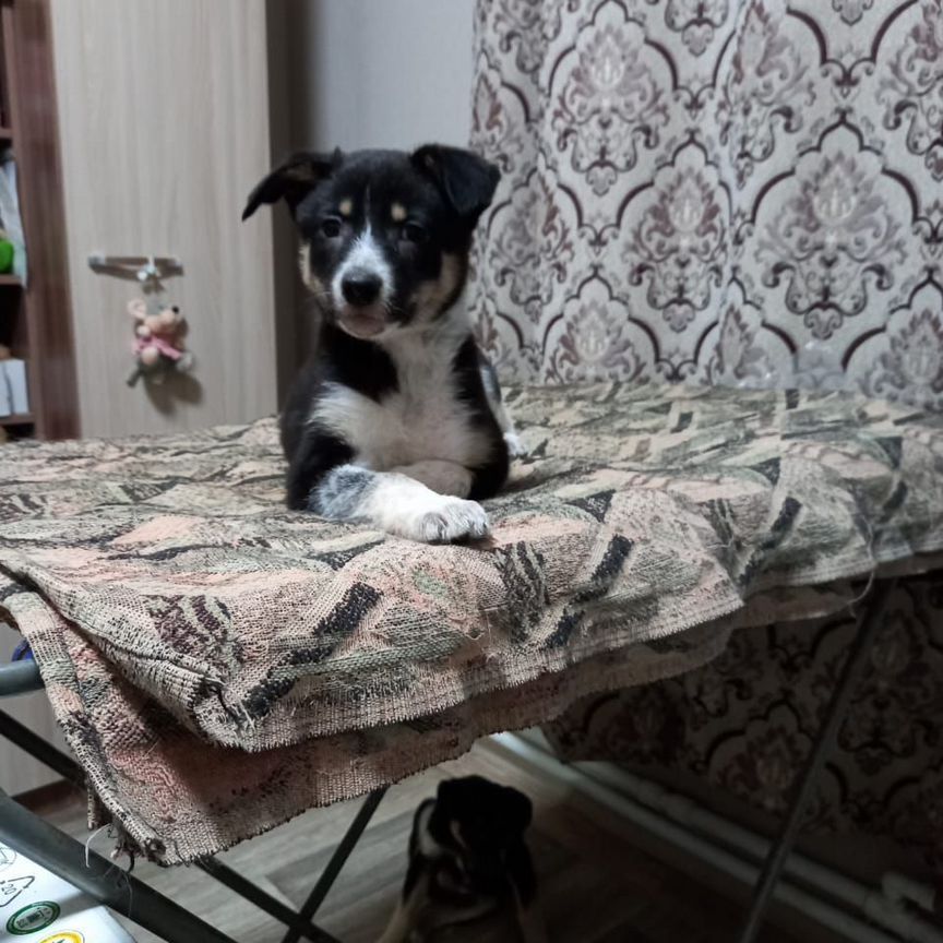 Собака в добрые руки щенок