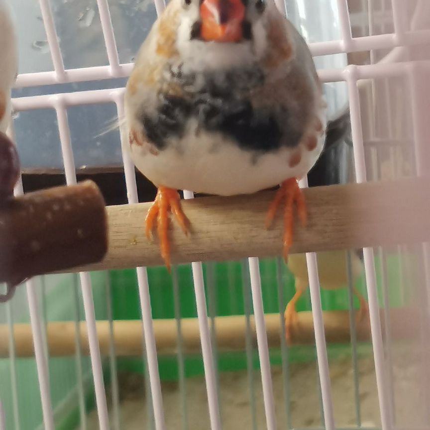 Зебровые амадины