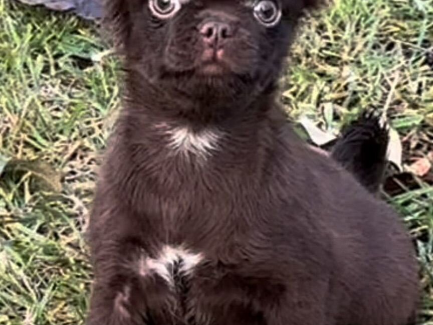 Шоколадка чихуа