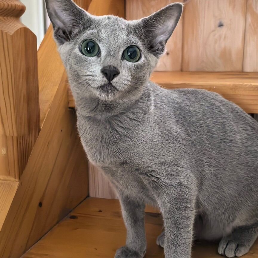 Русский голубой котёнок