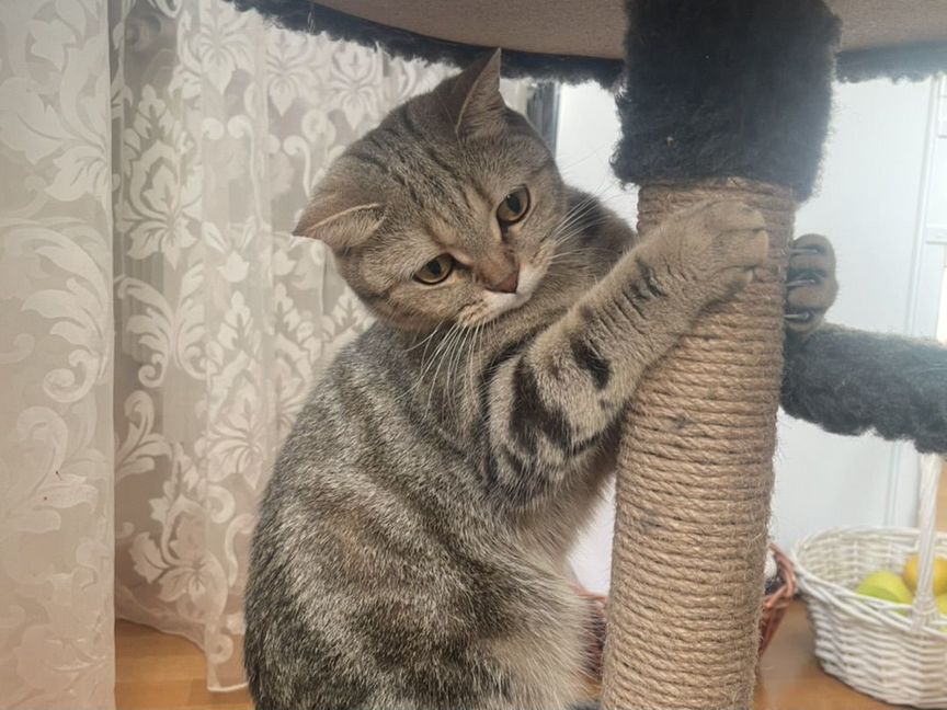 Шотландская кошка бесплатно