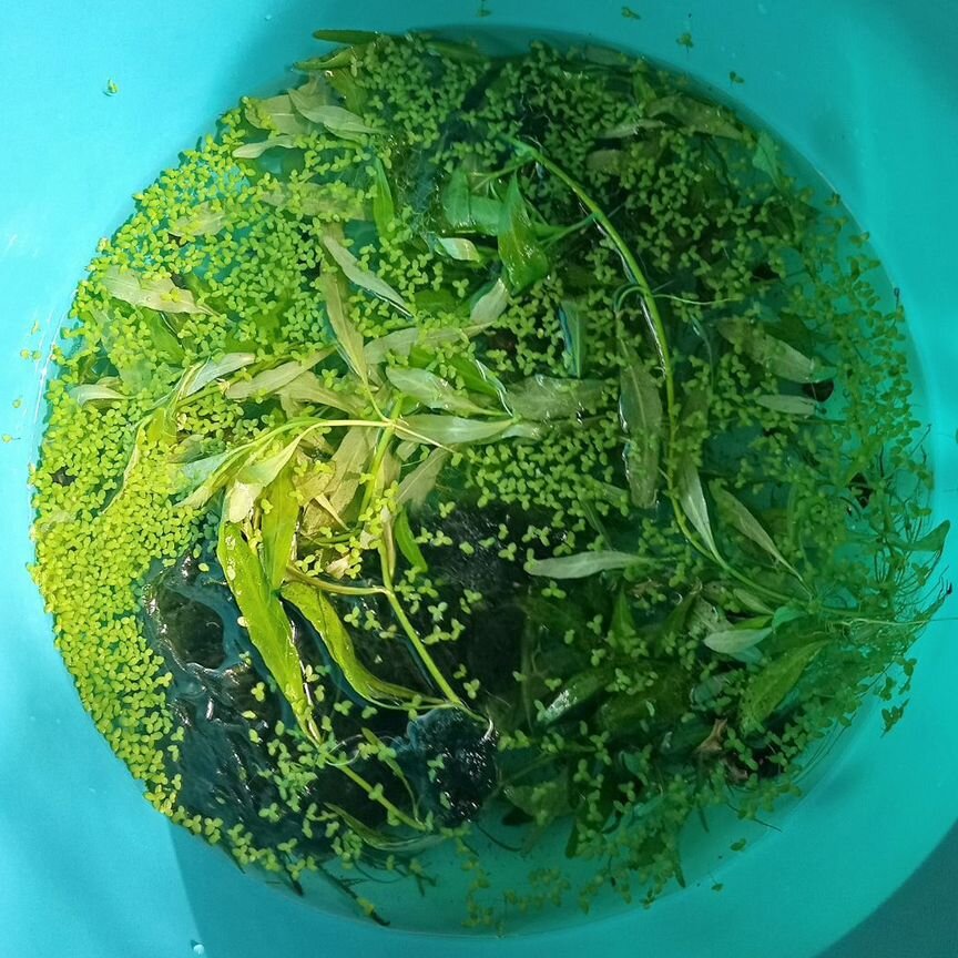 Водоросли и улитки