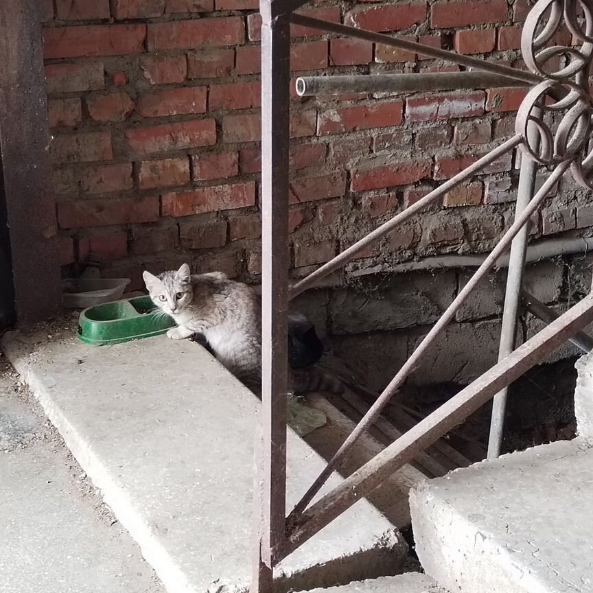 Кошки в добрые руки бесплатно