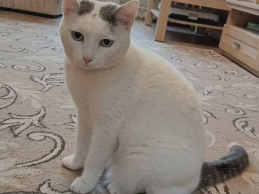 Кот Гошик в самые Добрые руки (кастрирован)