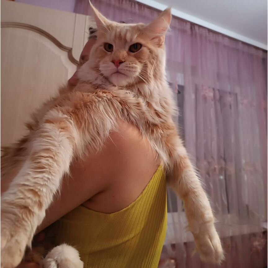 Мейн-кун, взрослый кот