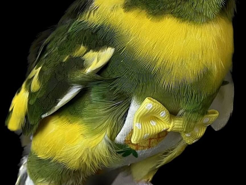 Попугай какарик, две девочки