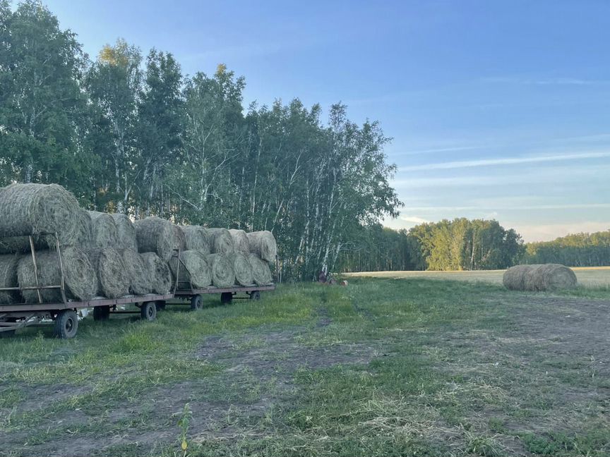 Сено в рулонах
