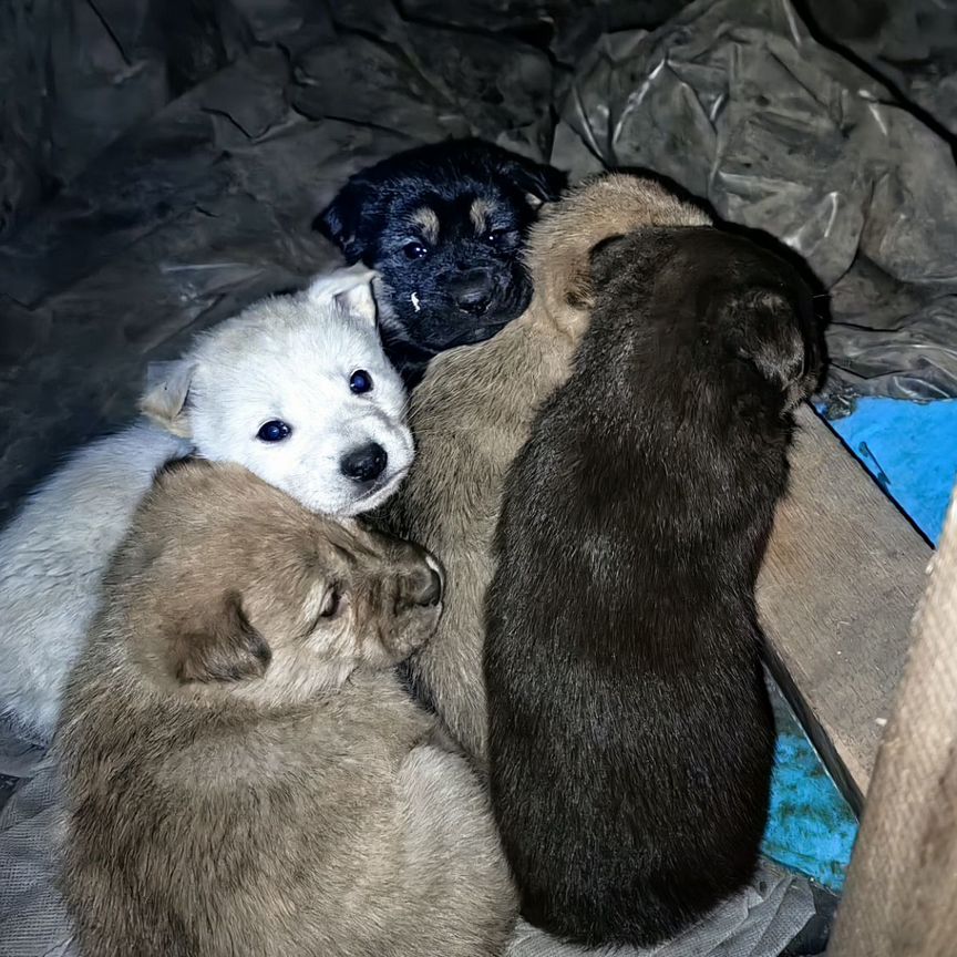 Щенок в добрые руки