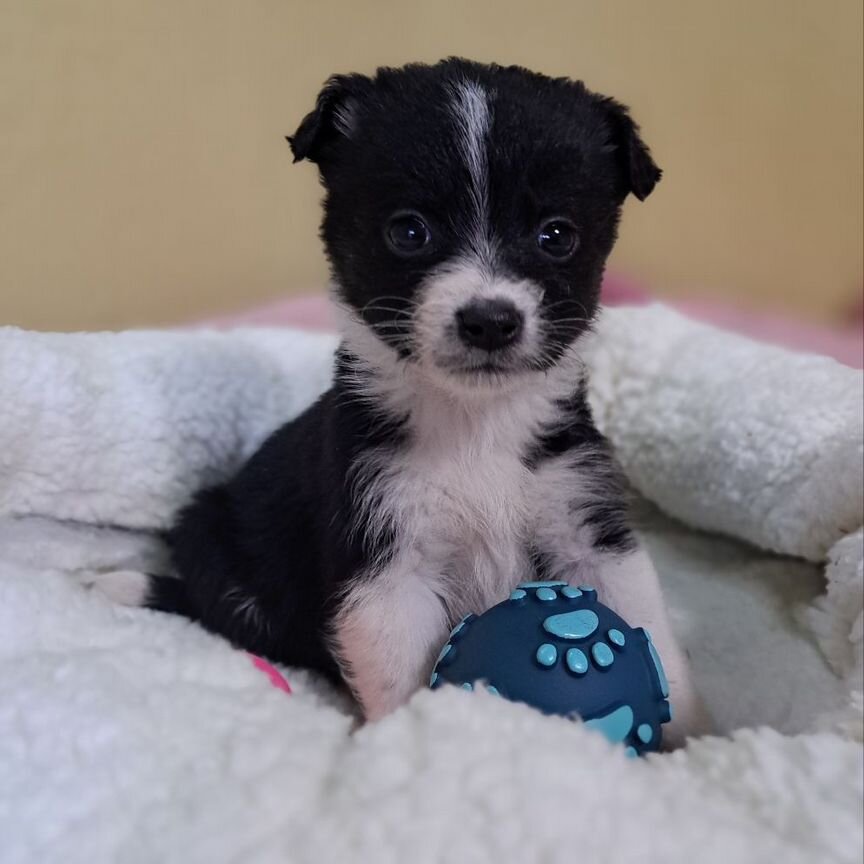 Щенок девочка в добрые руки