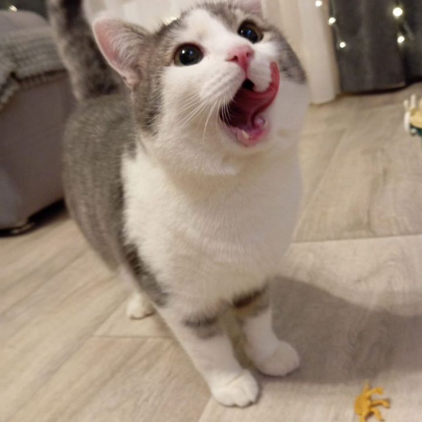 Очаровательный кот