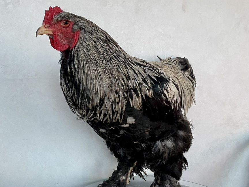 Петух Брама темная куропатчатая