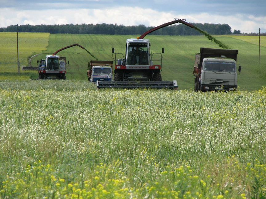 Сенаж клевер + разнотравье