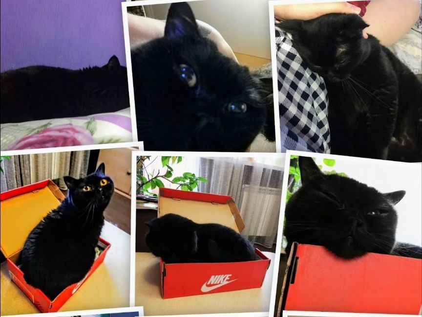 Котэ Шанель