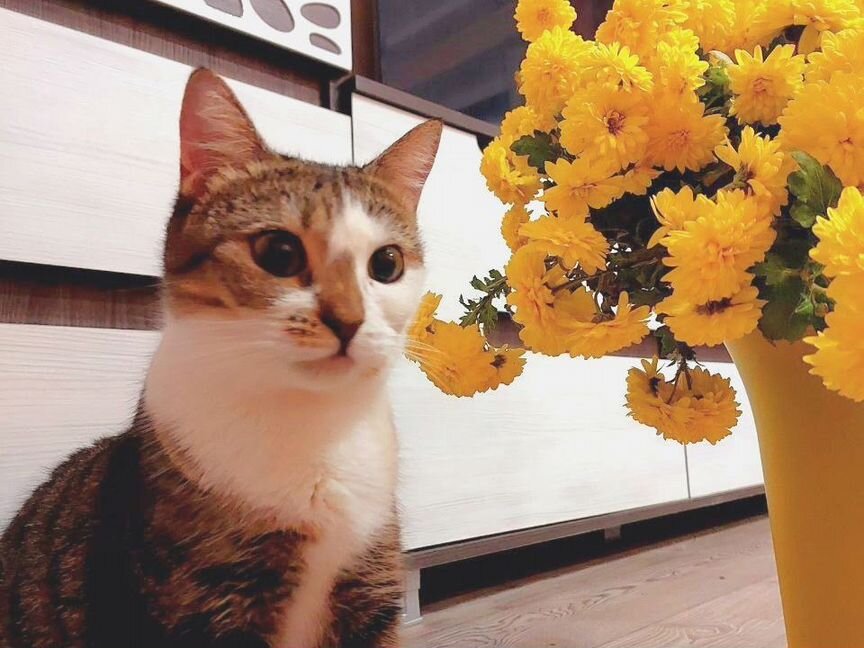 Кошечка Зара хочет домой