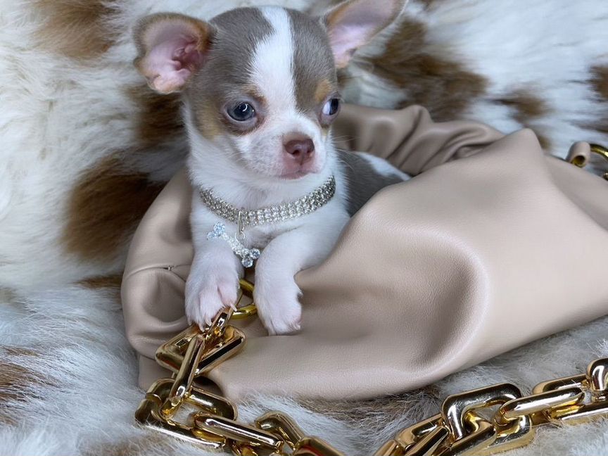 Luxury супер мини малыш