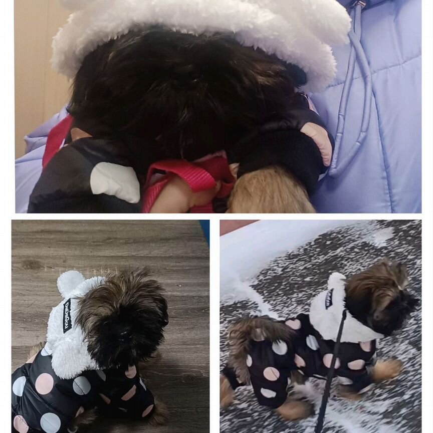 Одежда для маленьких собак