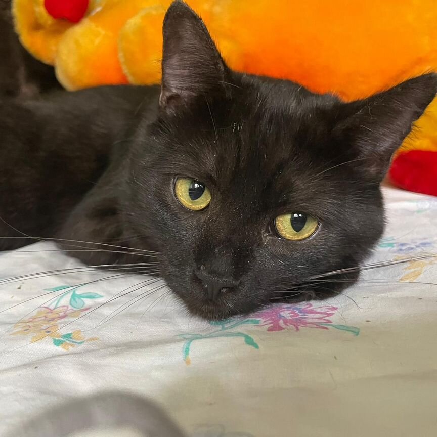 Приют закрывается. Нам нужен дом