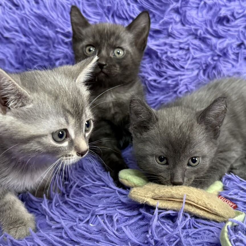 Котята в добрые руки